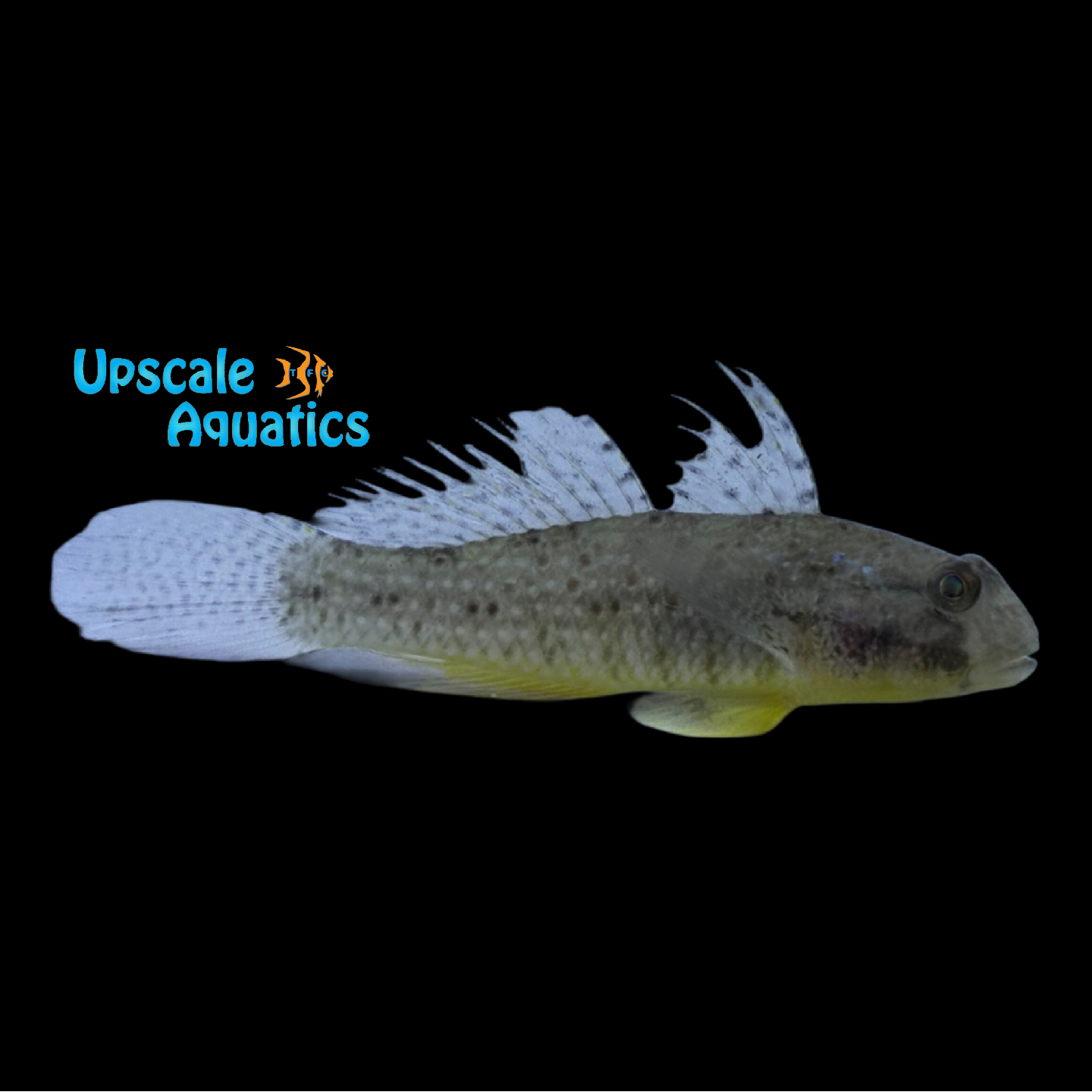 Mud Reef Goby (Exyrias belissimus) – Upscale Aquatics