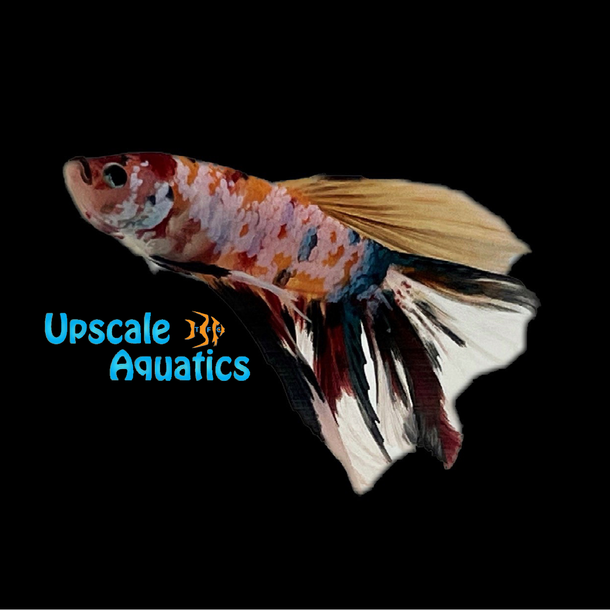 Galaxy Candy Halfmoon Betta - Male (Betta splendens) – Upscale Aquatics
