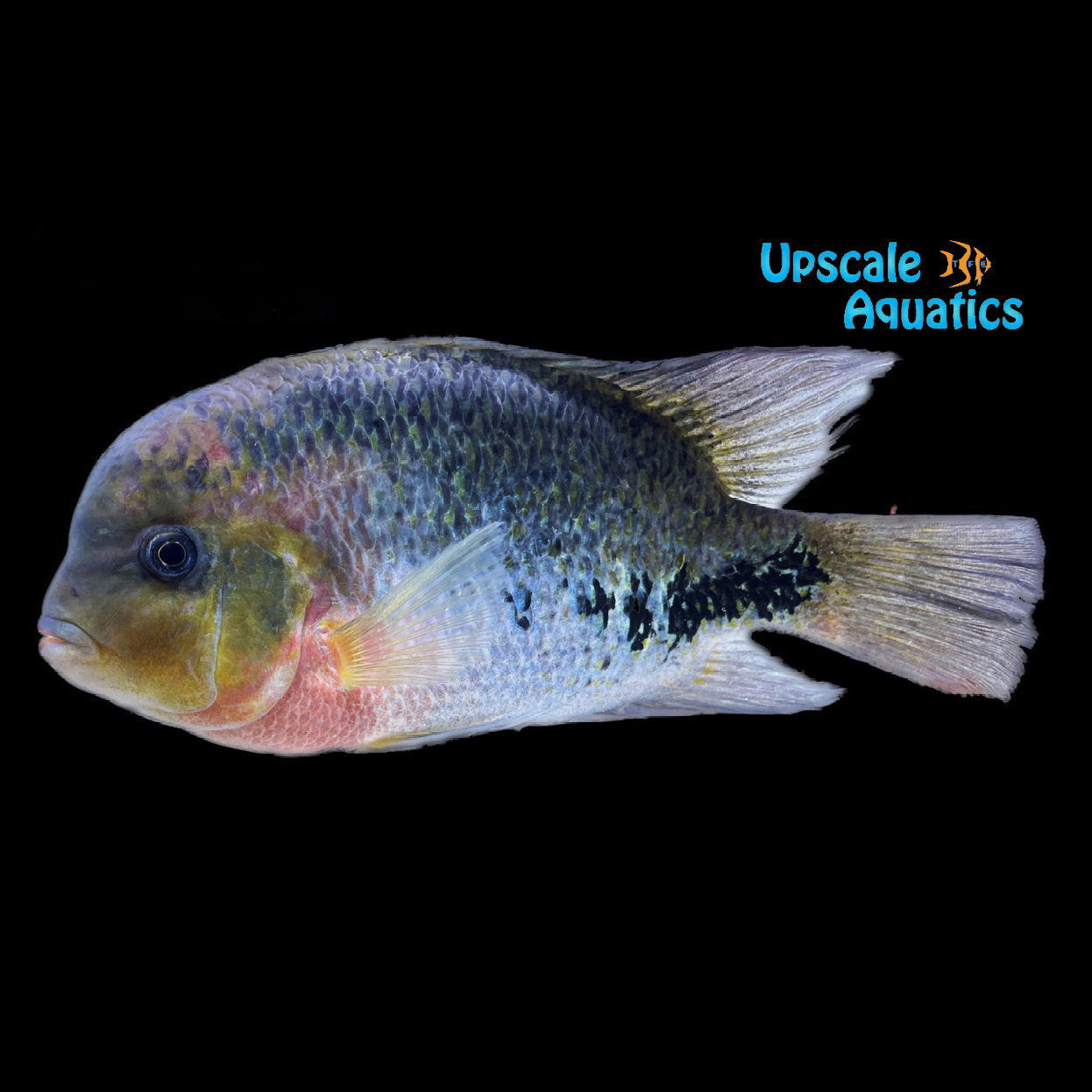 Red Head Synspilum Cichlid (Vieja synspila) – Upscale Aquatics