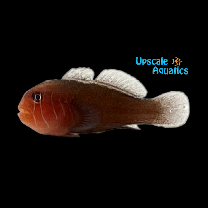 Five Lined Coral Goby (Gobiodon quinquestrigatus) – Upscale Aquatics