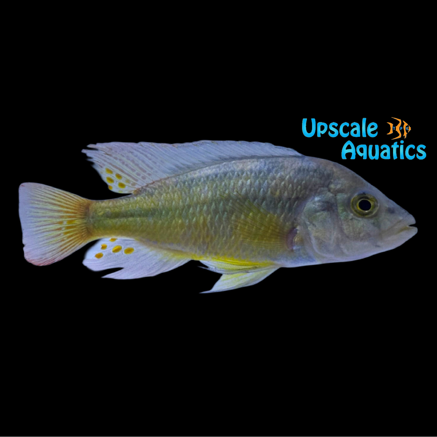 Paralabidochromis Chilotes Cichlid – Upscale Aquatics