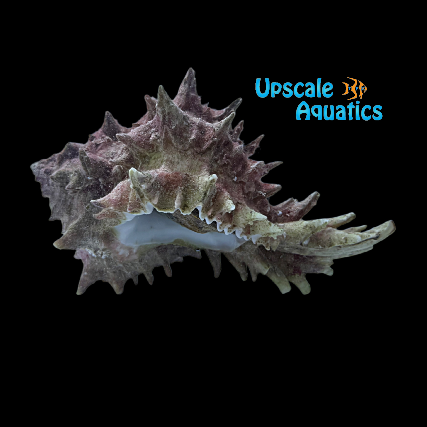 West Indian Deepwater Murex Snail (Chicoreus brevifrons) – Upscale Aquatics
