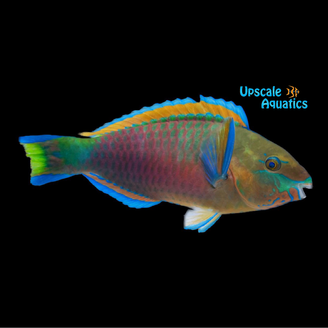 Quoy's Parrotfish (Scarus quoyi) – Upscale Aquatics
