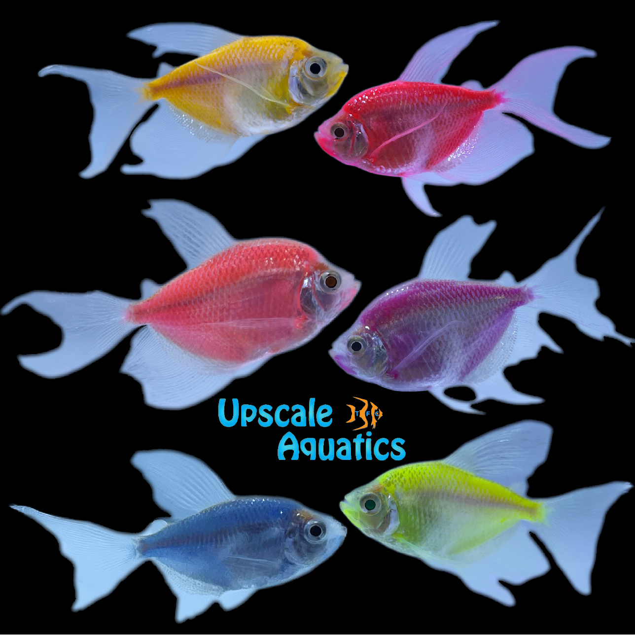 GloFish Longfin Skirt Tetra (Gymnocorymbus ternetzi) – Upscale Aquatics