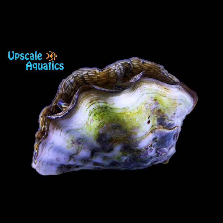 Derasa Clam (Tridacna derasa) – Upscale Aquatics
