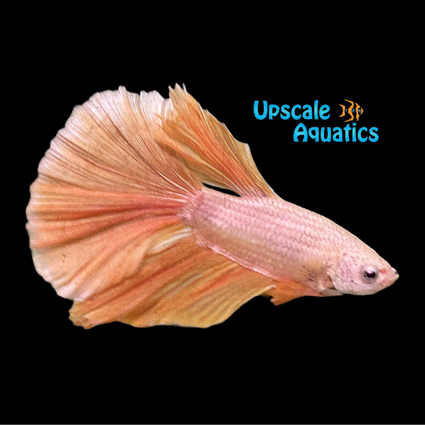 24K Gold Halfmoon Betta - Male (Betta splendens) – Upscale Aquatics