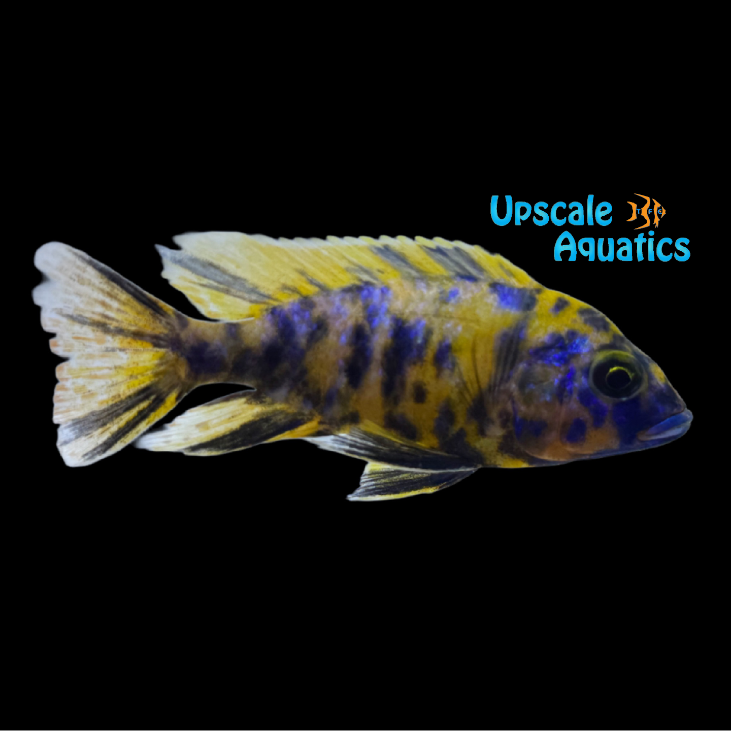 OB Lwanda Peacock Cichlid (Aulonocara sp. lwanda ob) – Upscale Aquatics