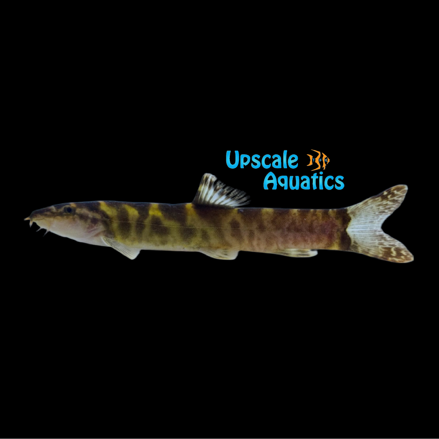 Changi Chinese Spined Loach (Leptobotia tchangi) – Upscale Aquatics
