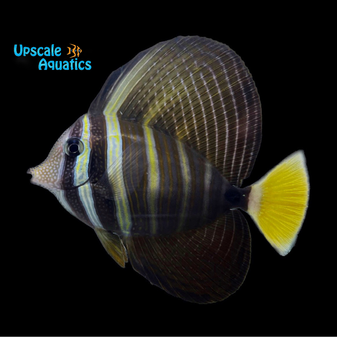 Sailfin Tang (Zebrasoma velifer) – Upscale Aquatics