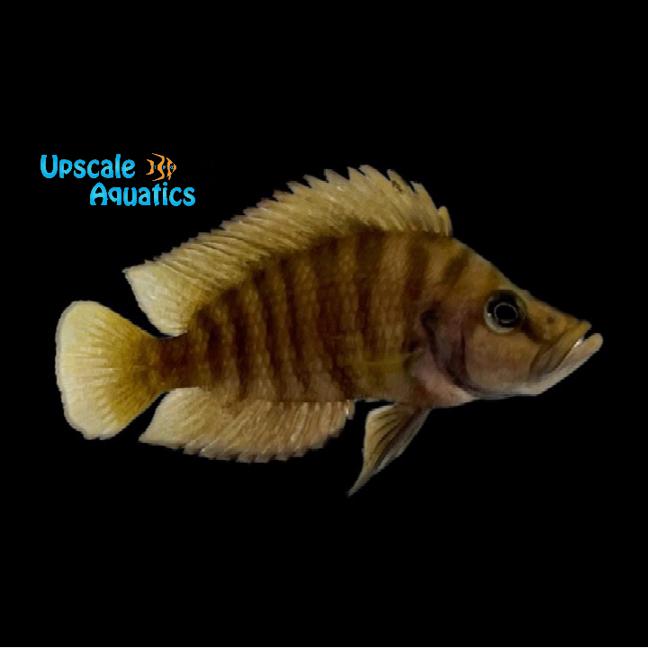 Chaitika Orange Compressiceps (Altolamprologus compressiceps 'Chaitika ...