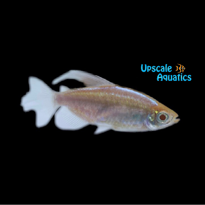 Albino Congo Tetra (Phenacogrammus interruptus albino) – Upscale Aquatics