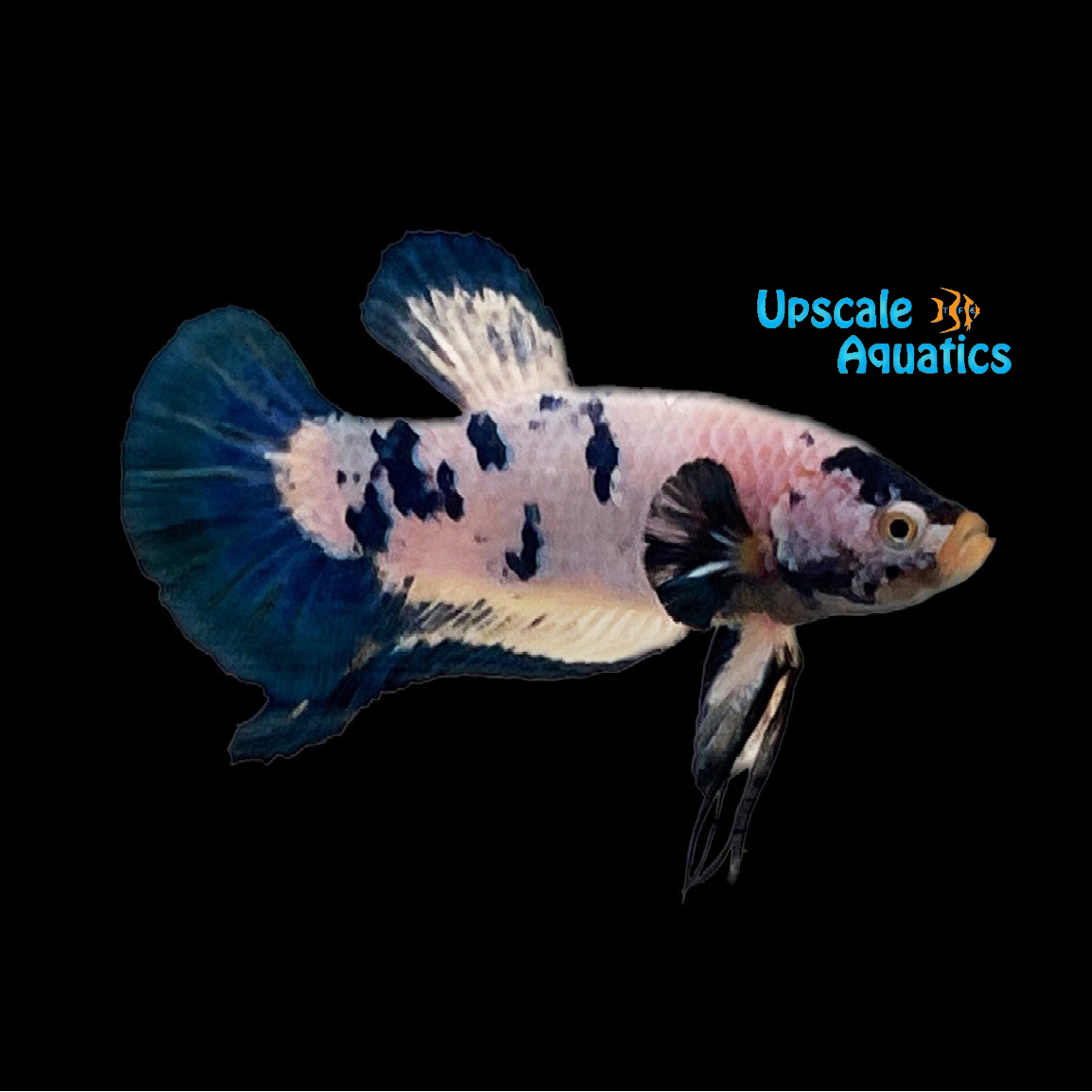 Blue Marble Plakat Betta - Male (Betta splendens) – Upscale Aquatics