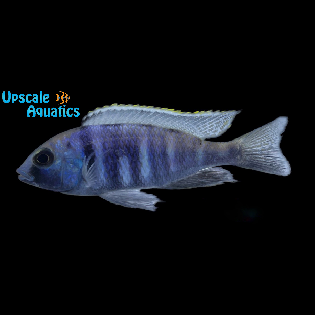 Deepwater Hap (Placidochromis electra) – Upscale Aquatics