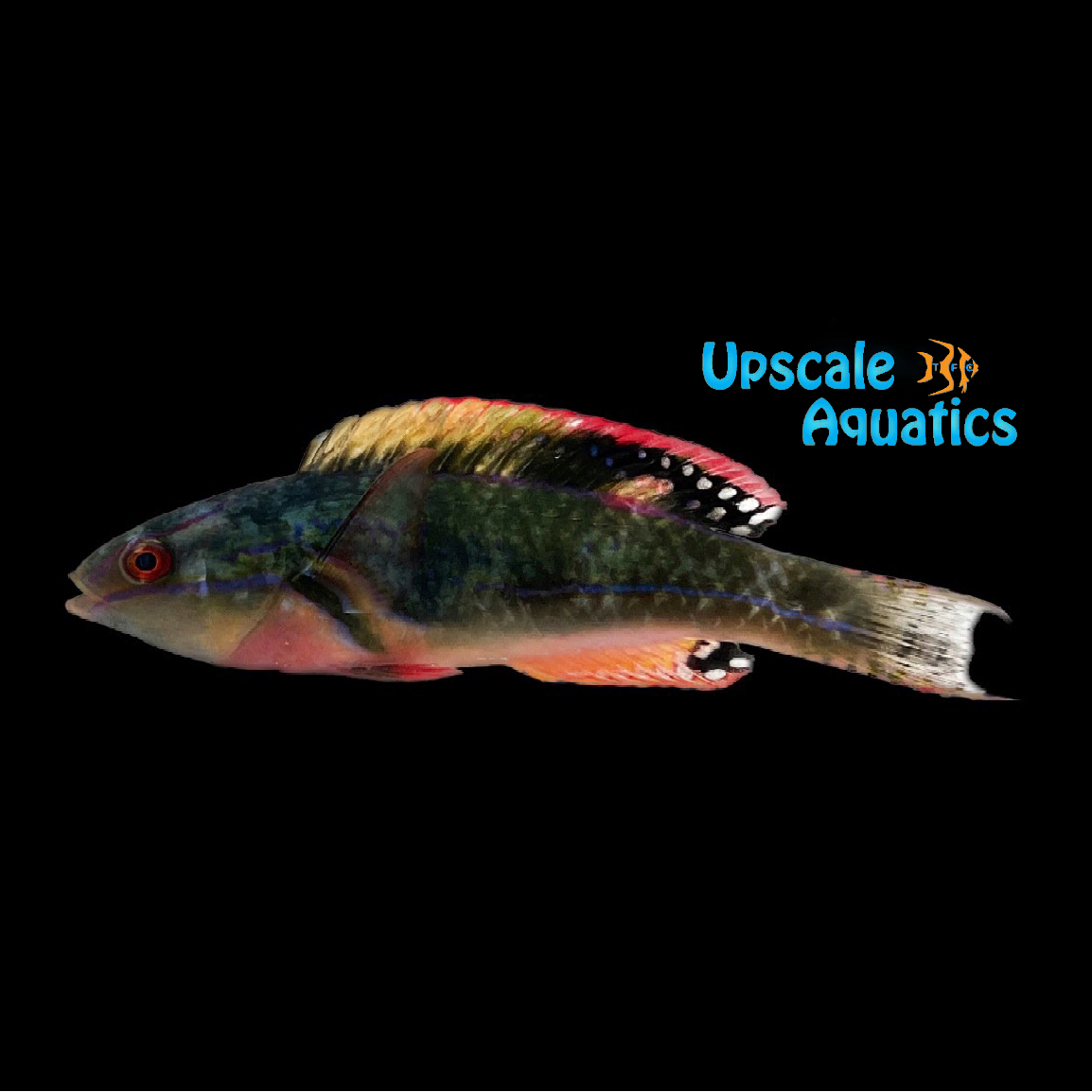 Exquisite Fairy Wrasse - Fiji (Cirrhilabrus exquisitus) – Upscale Aquatics