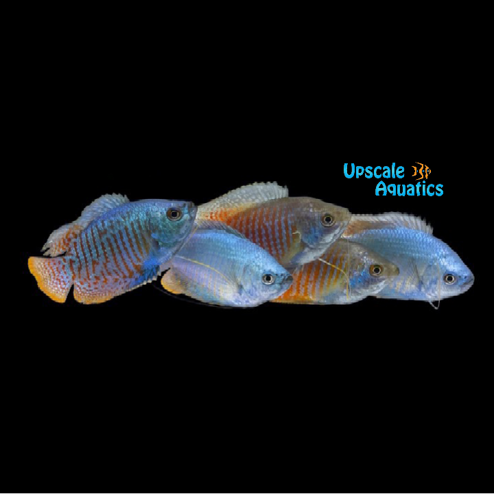 Freshwater Fish – Upscale Aquatics