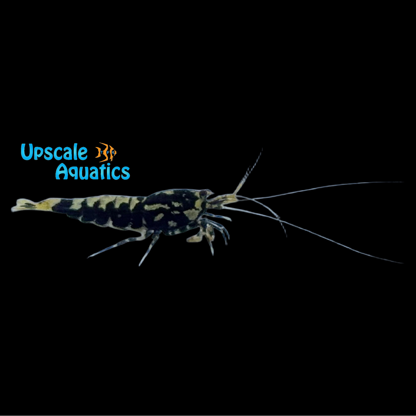 Black Galaxy Fishbone Pinto Shrimp (Caridina cantoensis) – Upscale Aquatics