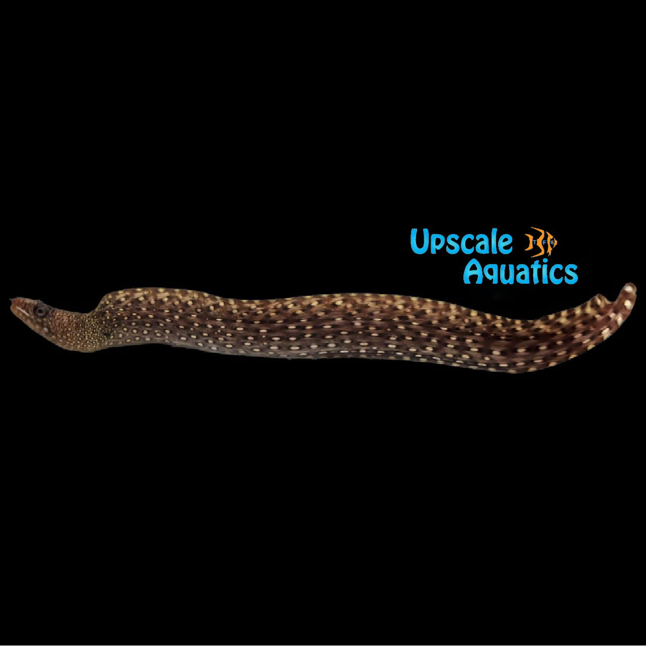 Jewel Moray Eel (Muraena lentiginosa) – Upscale Aquatics