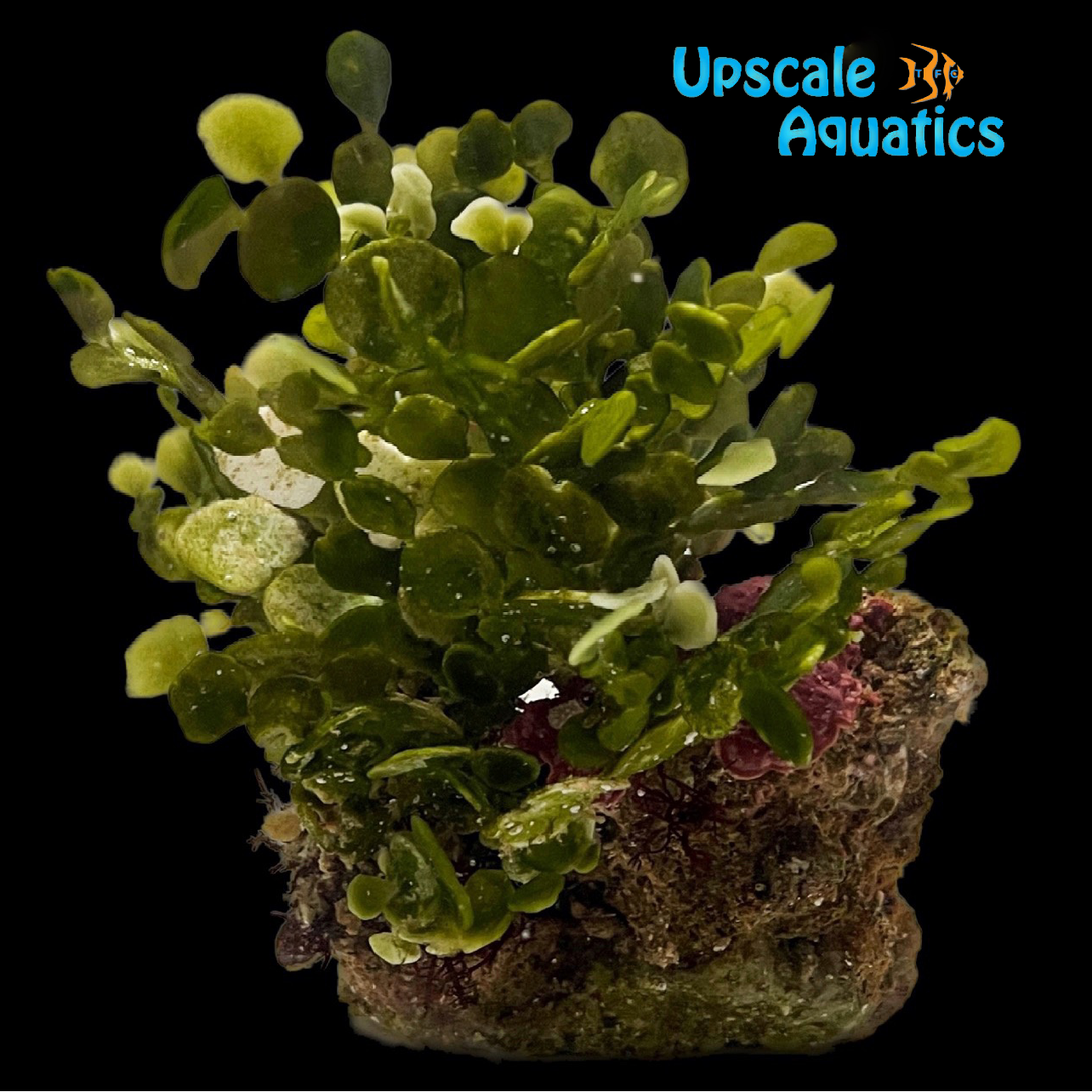 Halimeda Macroalgae (Halimeda incrassata) – Upscale Aquatics