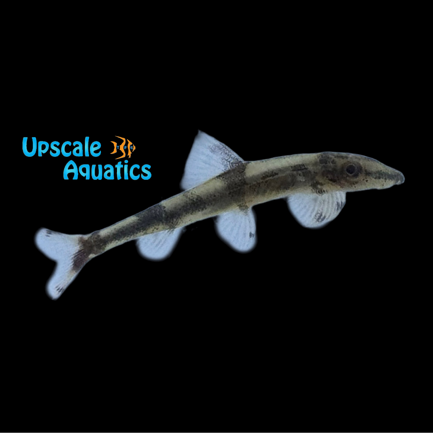 Ogilvie's Lizard Hillstream Loach (Homaloptera ogilviei) – Upscale Aquatics