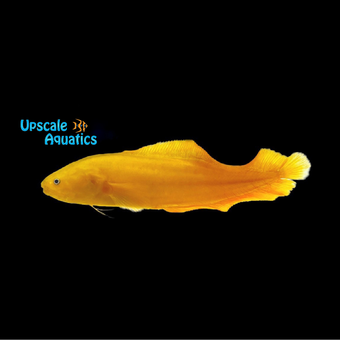 Yellow Lycopod Cusk Eel (Diancistrus fuscus) – Upscale Aquatics