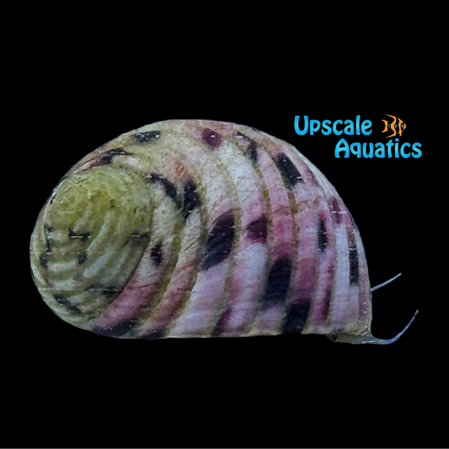 Bleeding Tooth Saltwater Nerite Snail (Nerita peloronta) – Upscale Aquatics