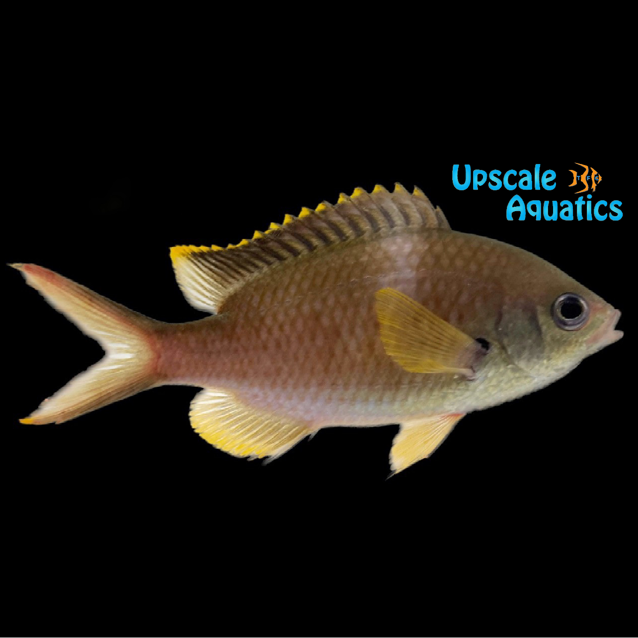 Yellow Edge Chromis (Chromis multilineata) – Upscale Aquatics