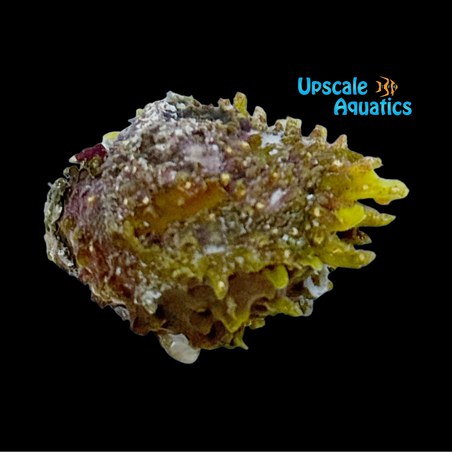 Yellow Mantle Thorny Oyster (Spondylus ictericus) – Upscale Aquatics