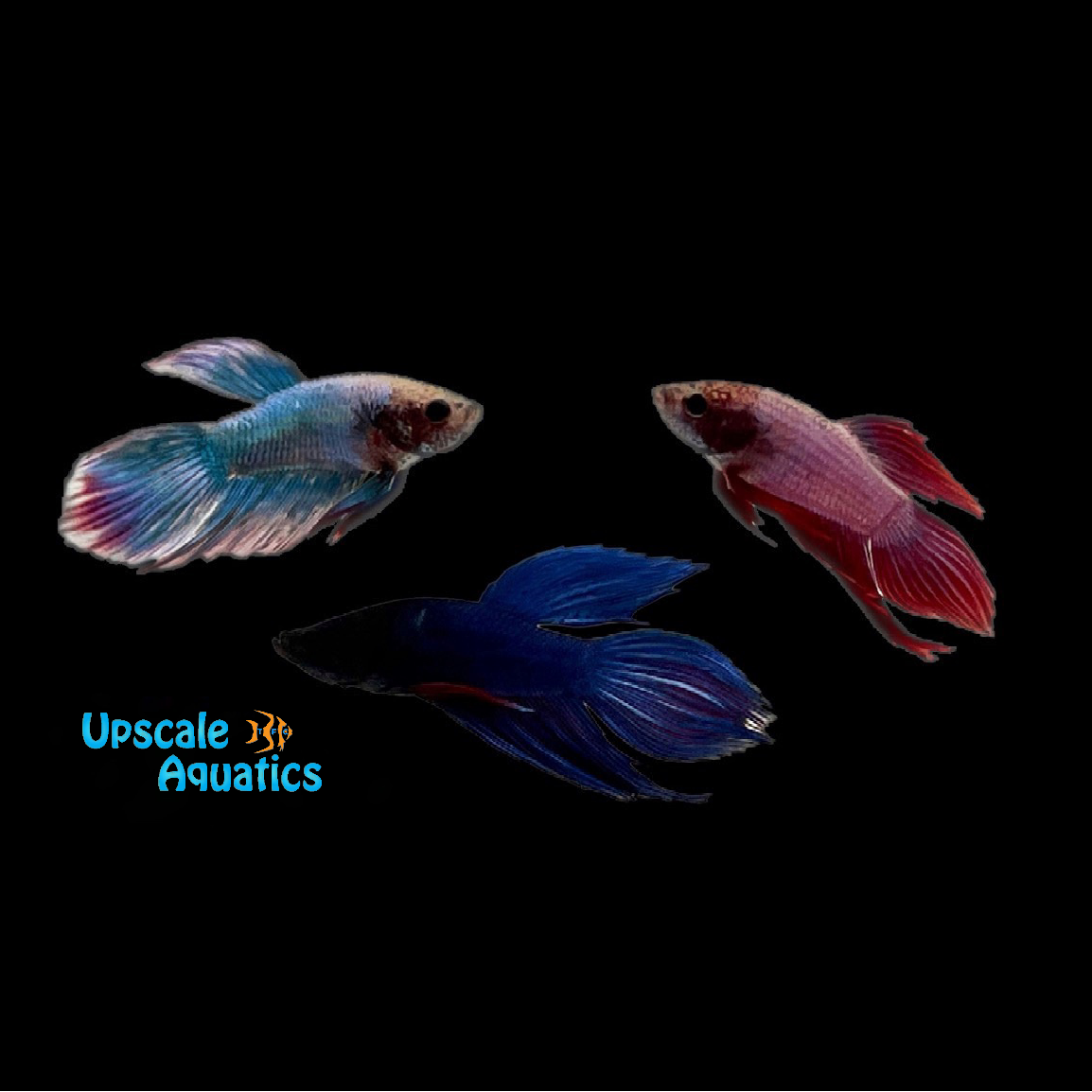 Assorted Betta - Male – Upscale Aquatics