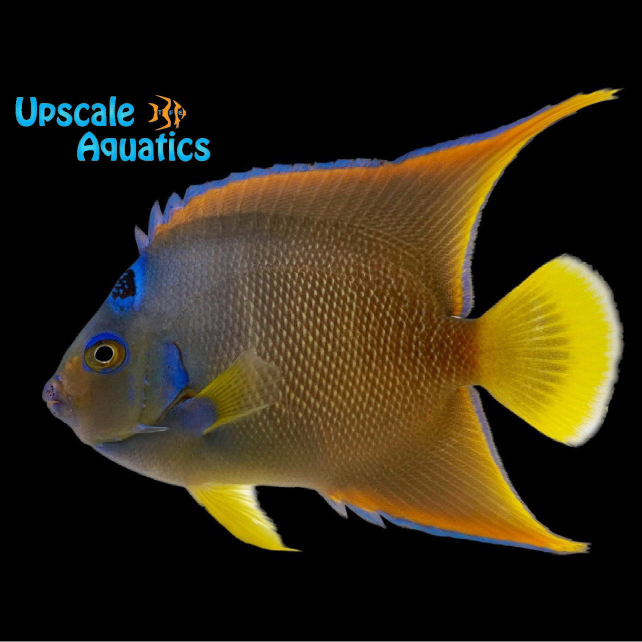 Townsend Angelfish - Adult (Holacanthus ciliaris x Holacanthus bermude ...