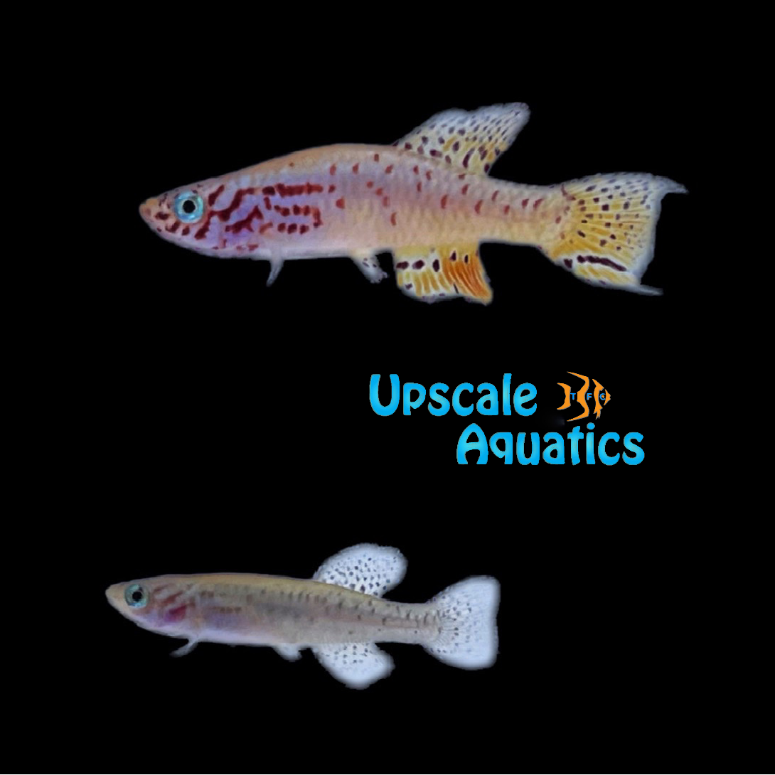 Filamentosus Killifish (Fundulopanchax filamentosus) – Upscale Aquatics
