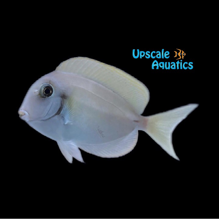 Orange Socket Tang (Acanthurus auranticavus) – Upscale Aquatics