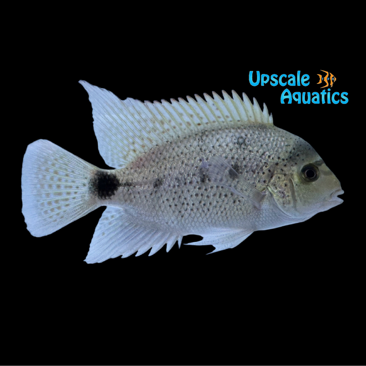 Silver Cichlid (Maskaheros argentea) – Upscale Aquatics