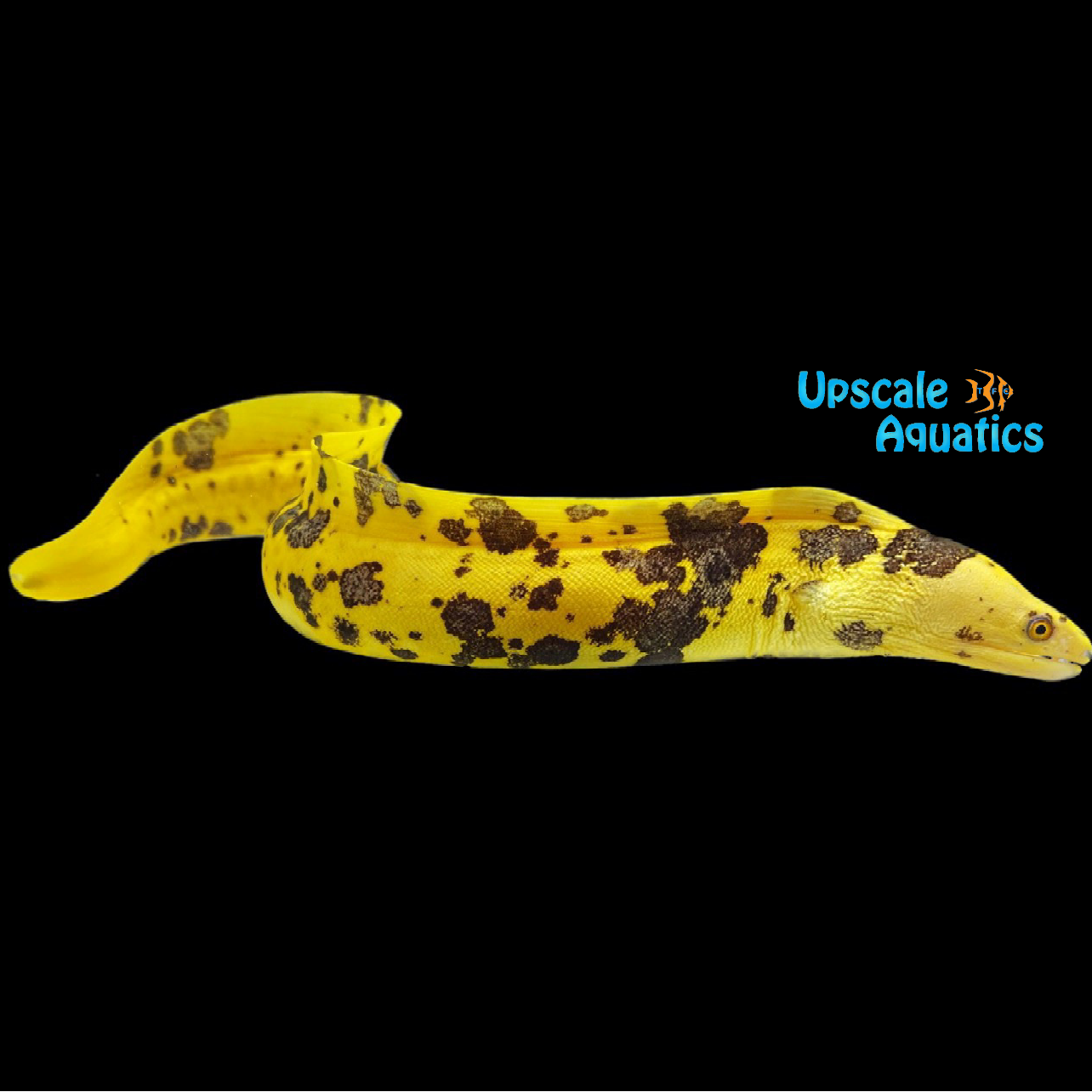 Banana Moray Eel (Gymnothorax miliaris) – Upscale Aquatics