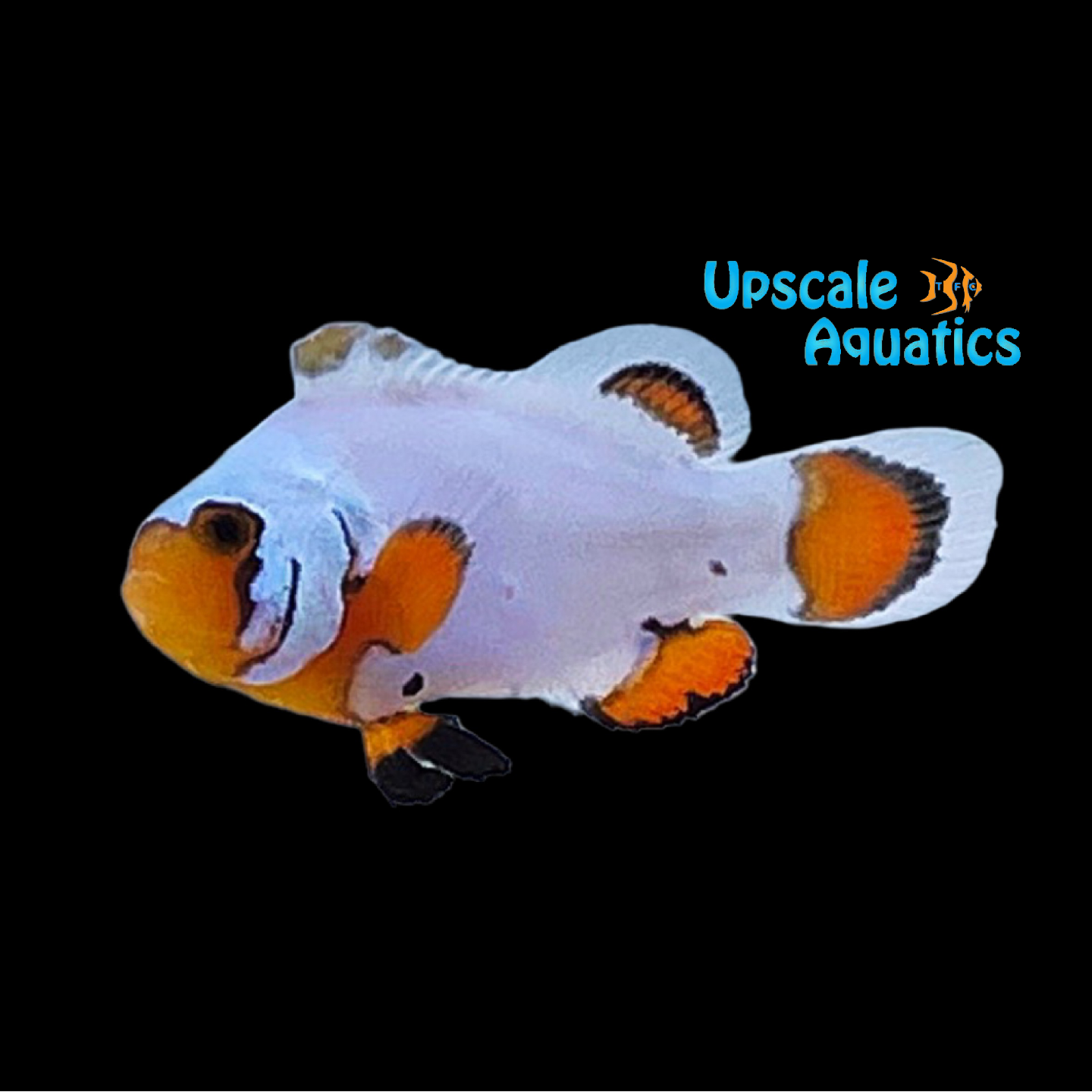 Flurry Clownfish (Amphiprion ocellaris) – Upscale Aquatics