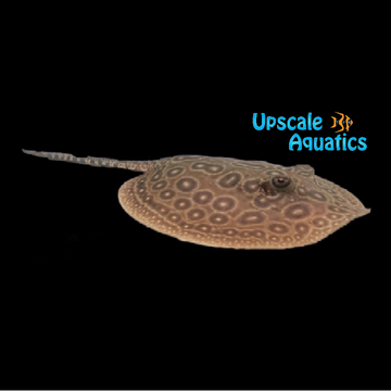 Freshwater Stingrays – Upscale Aquatics