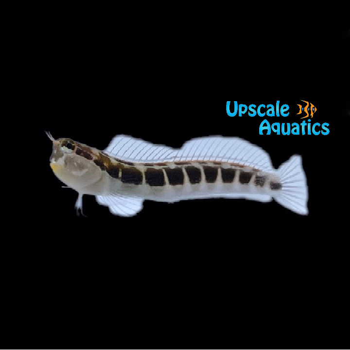 Linear Blenny (Ecsenius lineatus) – Upscale Aquatics