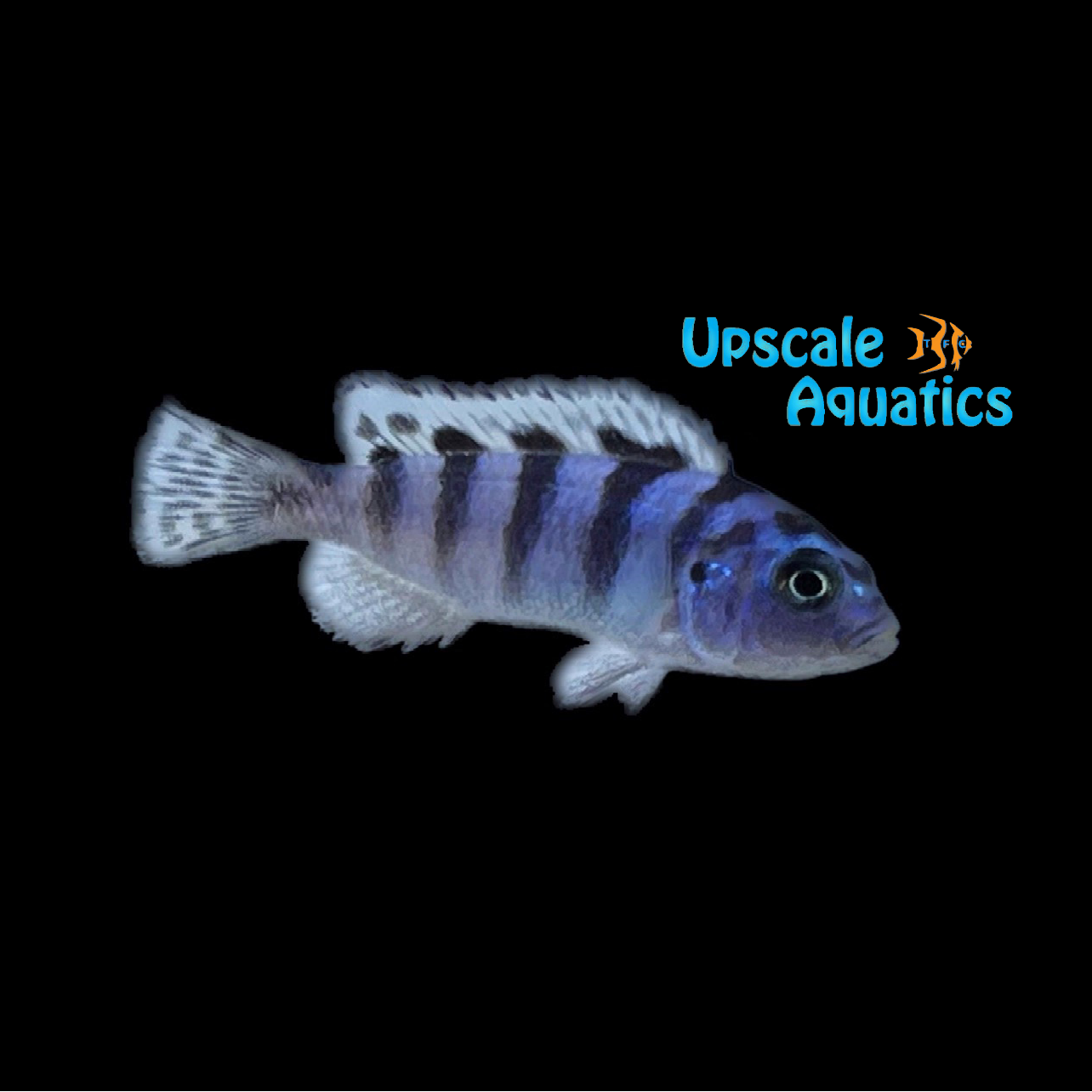 Kenyi Cichlid (Maylandia lombardoi) – Upscale Aquatics
