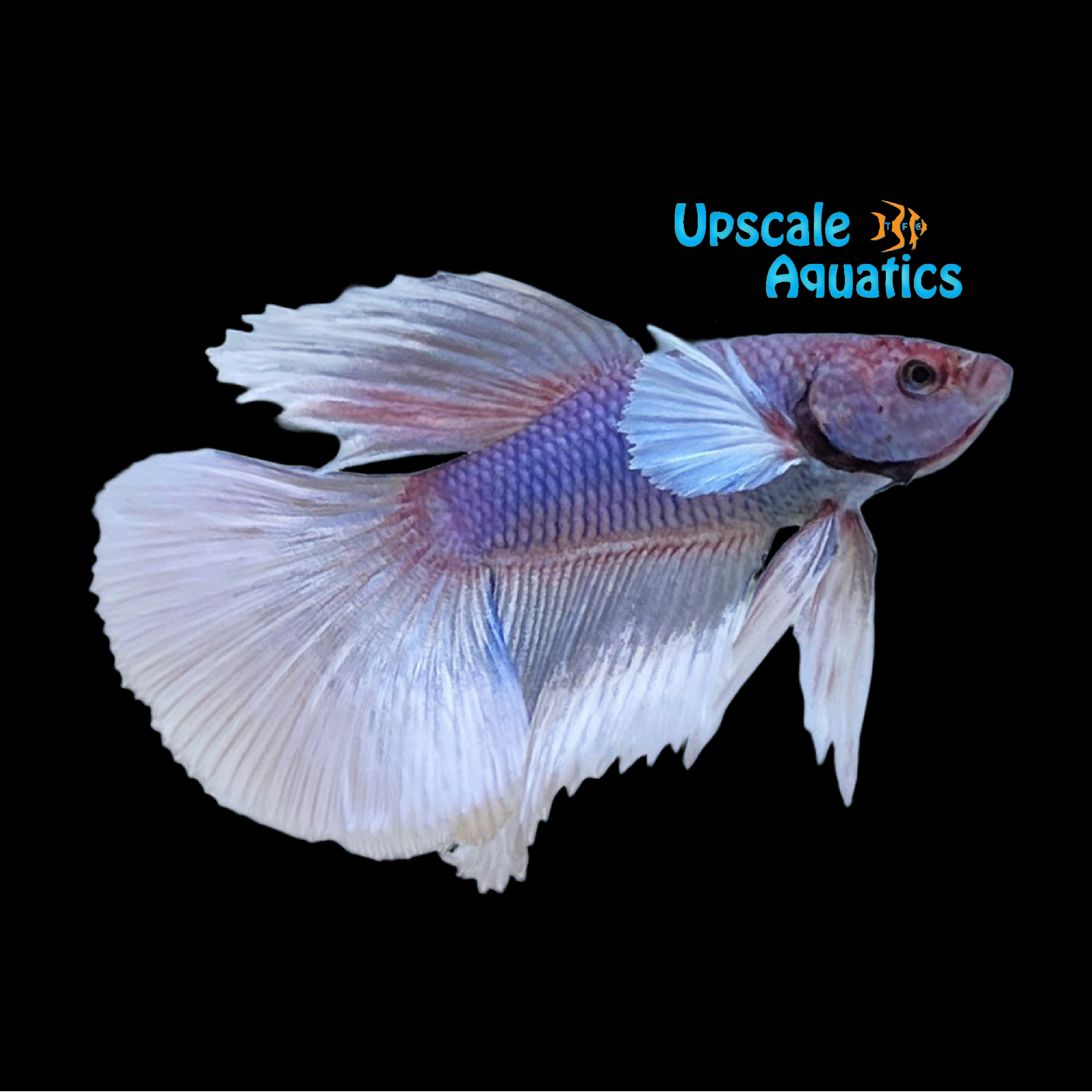 Dumbo Super Delta Betta - Male (Betta splendens) – Upscale Aquatics
