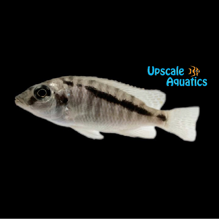 Giant Flame Oxyrhynchus (Mylochromis lateristriga) – Upscale Aquatics