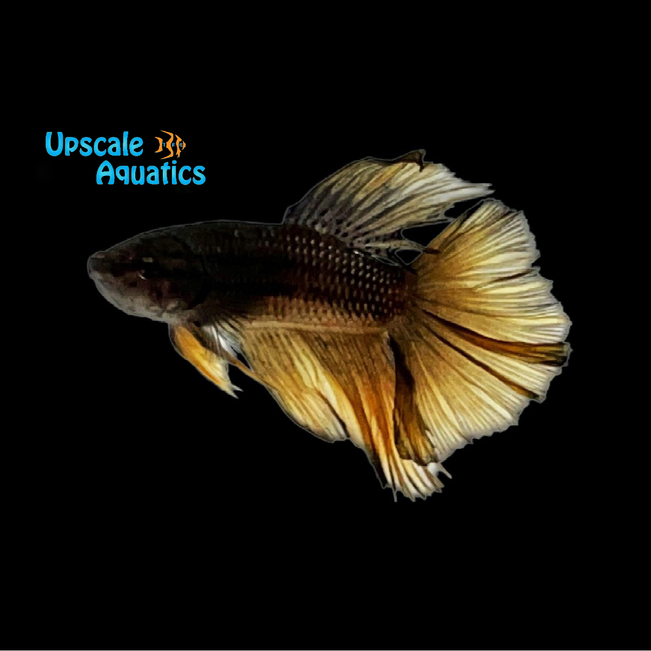Black Mustard Gas Halfmoon Betta - Male (Betta splendens) – Upscale ...