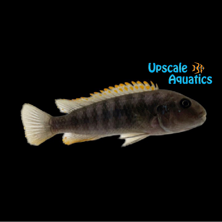 Red Top Ndumbi Cichlid (Pseudotropheus perspicax 'Ndumbi') – Upscale ...