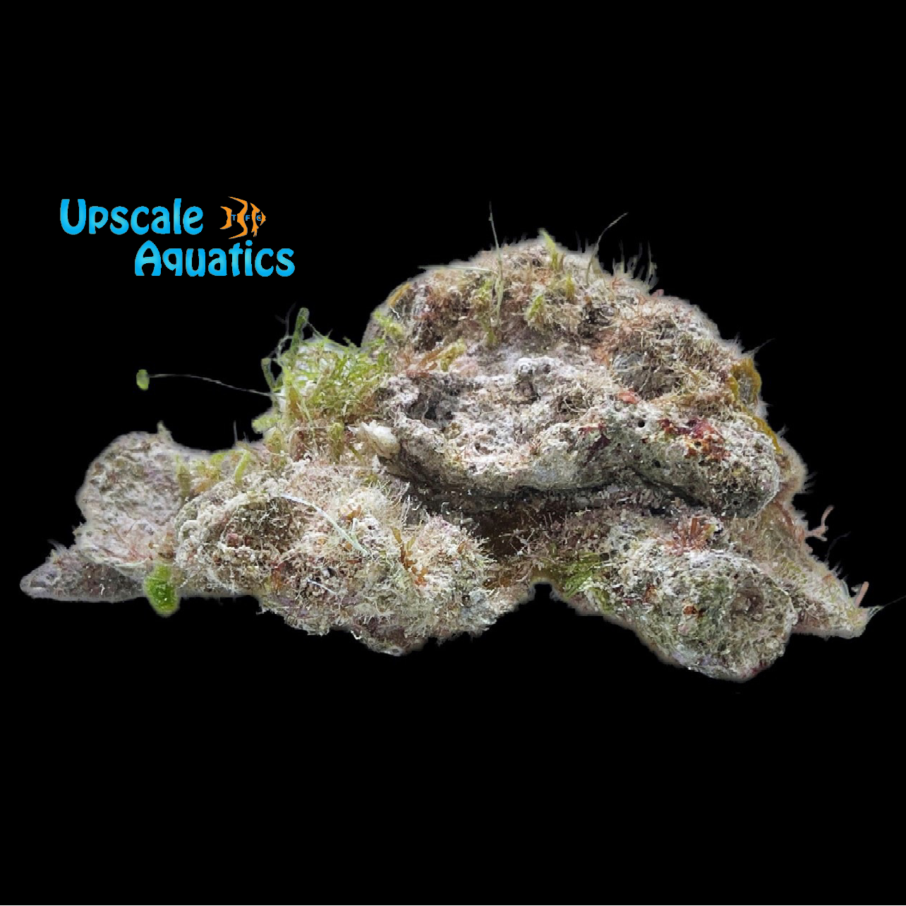 Carrier Snail (Xenophora conchyliophora) – Upscale Aquatics