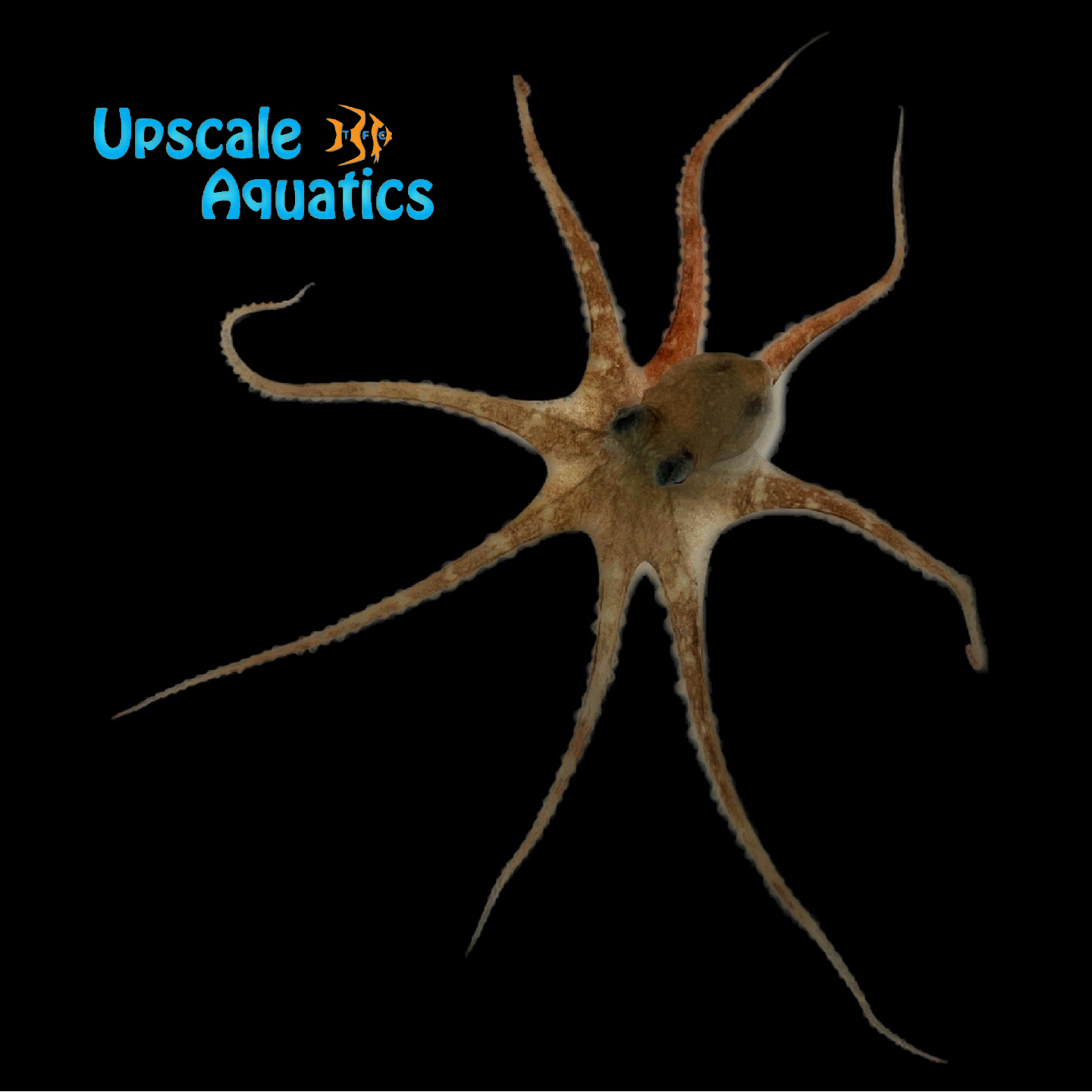 Pacific Brown Octopus (Octopus sp.) – Upscale Aquatics
