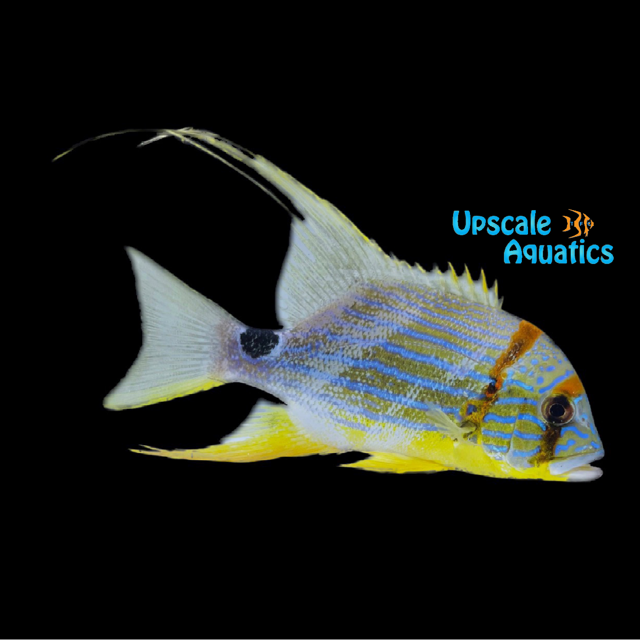 Highfin Snapper (Symphorichthys spilurus) – Upscale Aquatics
