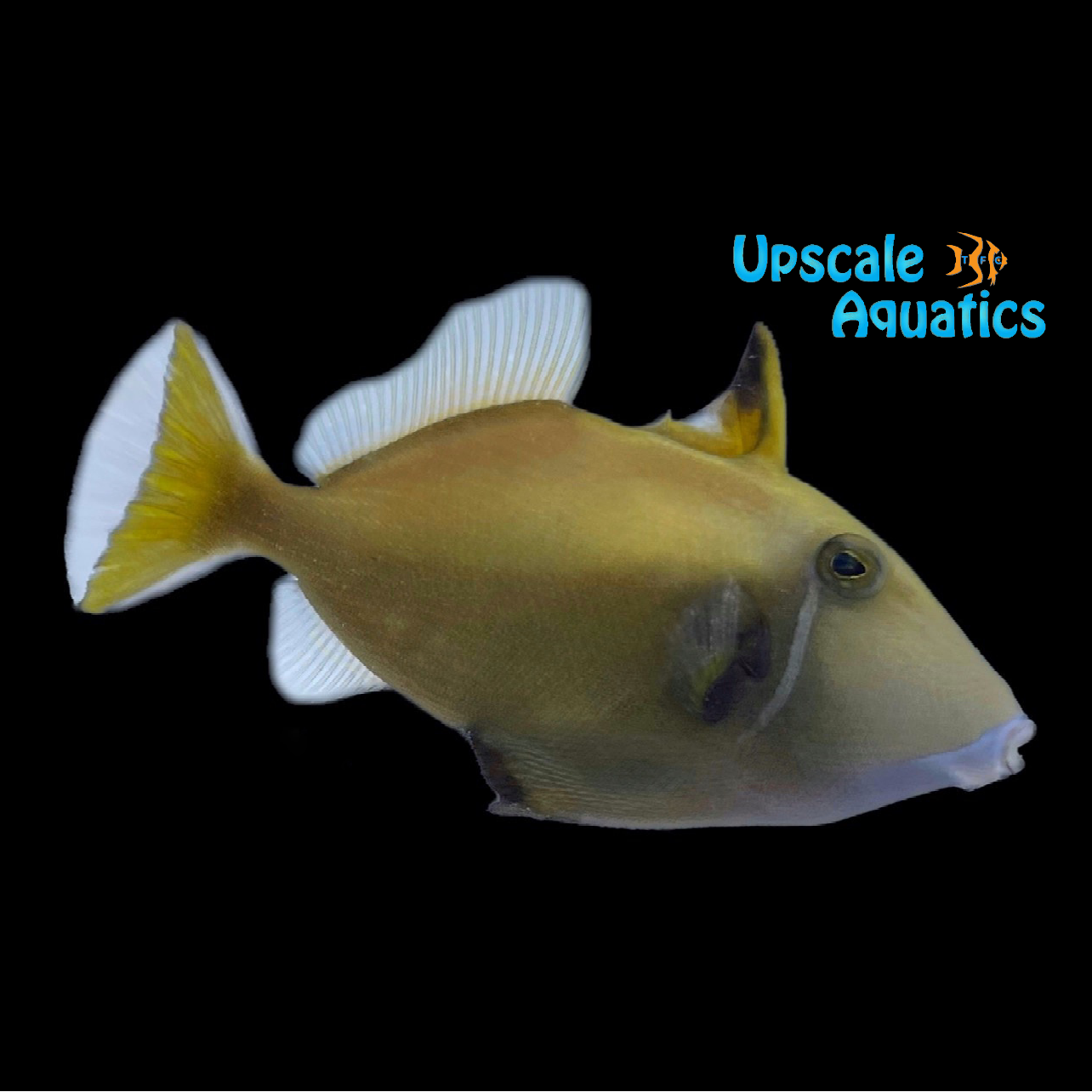 Halfmoon Trigger (Sufflamen chrysopterum) – Upscale Aquatics