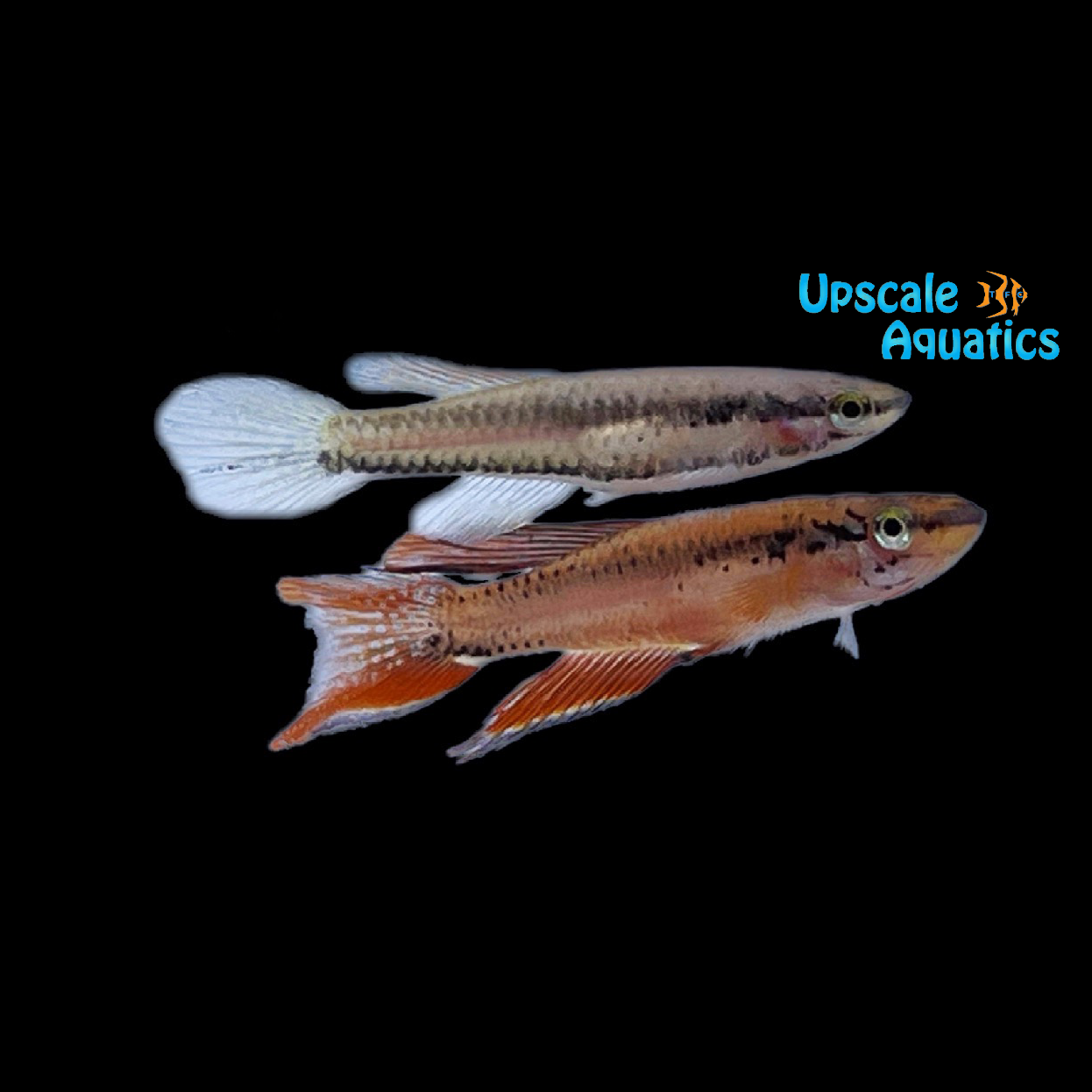 Lagos Red Killifish (Aphyosemion bivittatum lagos red) – Upscale Aquatics