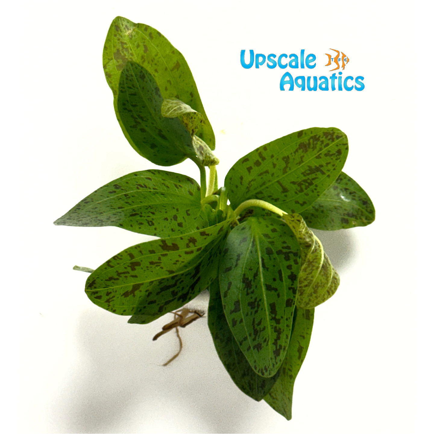 Green Ozelot Sword (Echinodorus ozelot 'green') – Upscale Aquatics