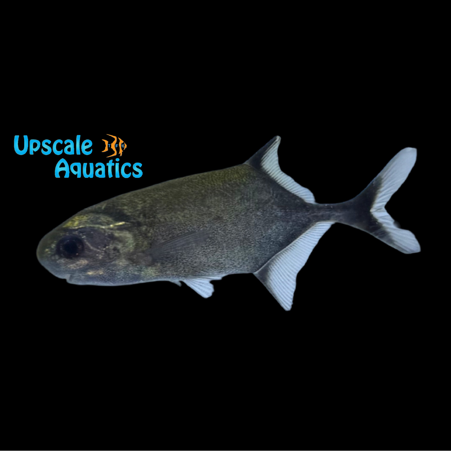 Roundnose Mormyrid (Petrocephalus simus) – Upscale Aquatics