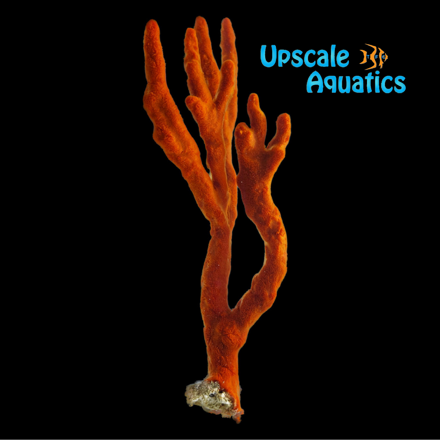 Red Tree Sponge (Amphimedon compressa) – Upscale Aquatics