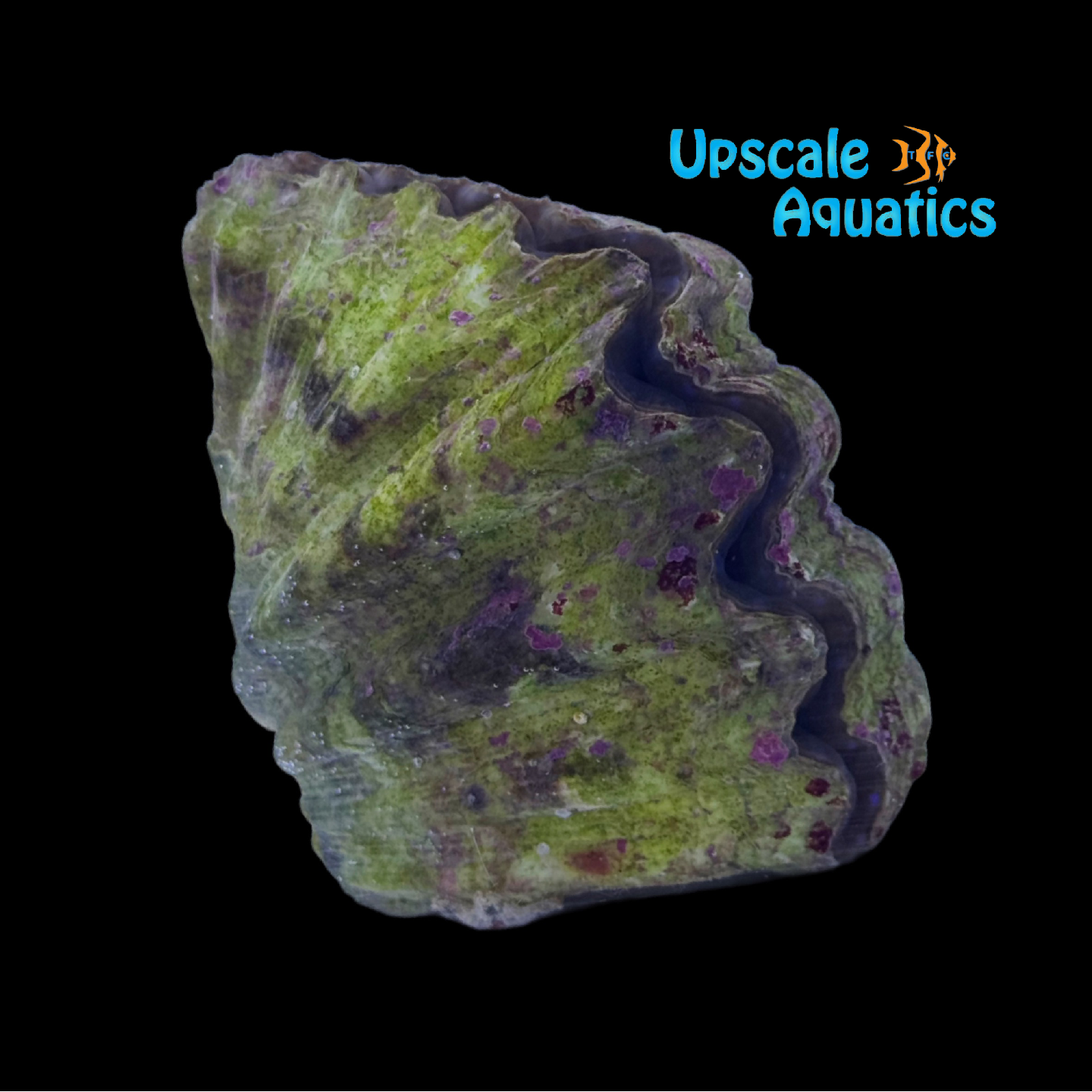 Hippopus Clam 'Aquacultured' (Hippopus hippopus) – Upscale Aquatics